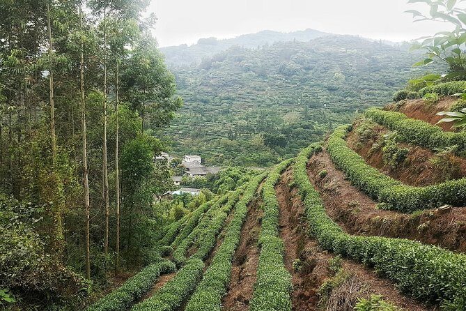 Tea Village in lost Town and Buddha 1 day tour - Why This Tour Offers Great Value