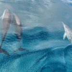 Teahupo'o Jurassic Tour and Private Diving - FAQs