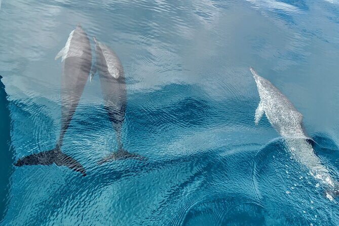 Teahupo'o Jurassic Tour and Private Diving - FAQs