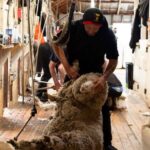 Tekapo: Merino Sheep Shearing and Sheepdog Demonstration - Exploring the Sheep Shearing Demonstration