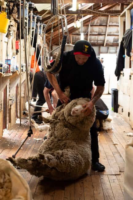 Tekapo: Merino Sheep Shearing and Sheepdog Demonstration - Exploring the Sheep Shearing Demonstration