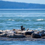 Telegraph Cove: Whale Watching Adventure with Free Photos - The Vessel and Comfort
