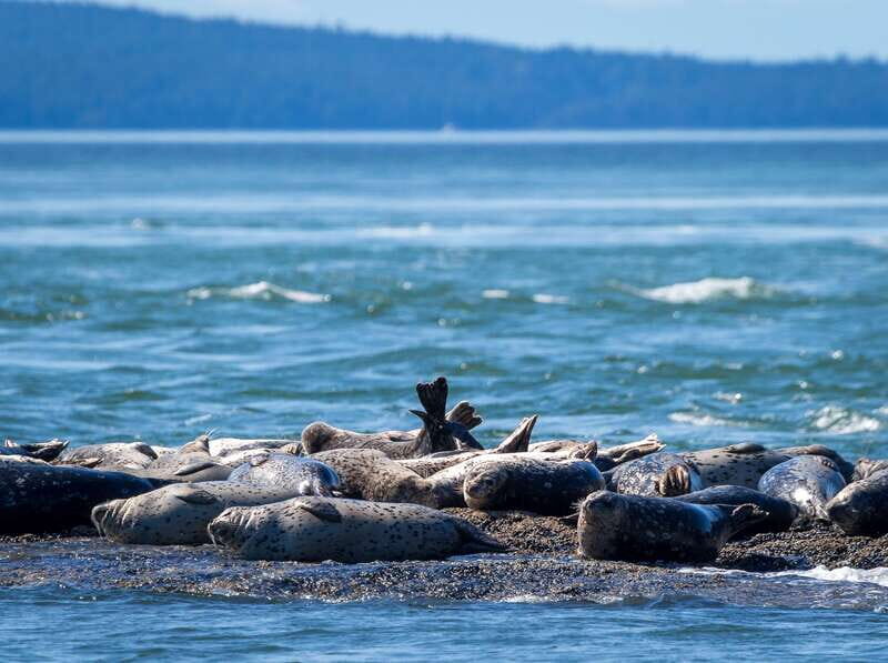Telegraph Cove: Whale Watching Adventure with Free Photos - The Vessel and Comfort