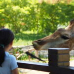 Teotihuacan Safari: Old Ruins and Interact with Animals - Deep Dive into the Itinerary