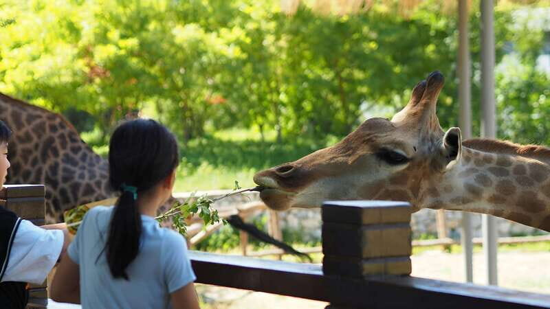 Teotihuacan Safari: Old Ruins and Interact with Animals - Deep Dive into the Itinerary