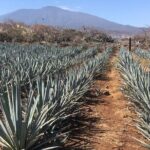 Tequila Jalisco Full Day Tour from Puerto Vallarta - Why This Tour Stands Out