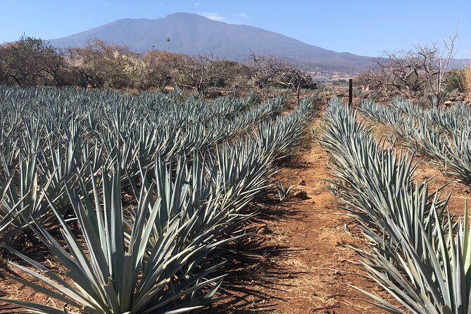 Tequila Jalisco Full Day Tour from Puerto Vallarta - Why This Tour Stands Out