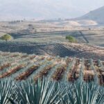 Tequila Route Experience from Guadalajara - Key Points