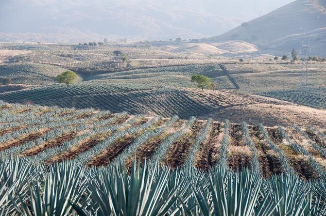 Tequila Route Experience from Guadalajara - Key Points