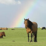 Terelj Day Tour with Lunch, horse riding & More... - Who Is This Tour Best For?