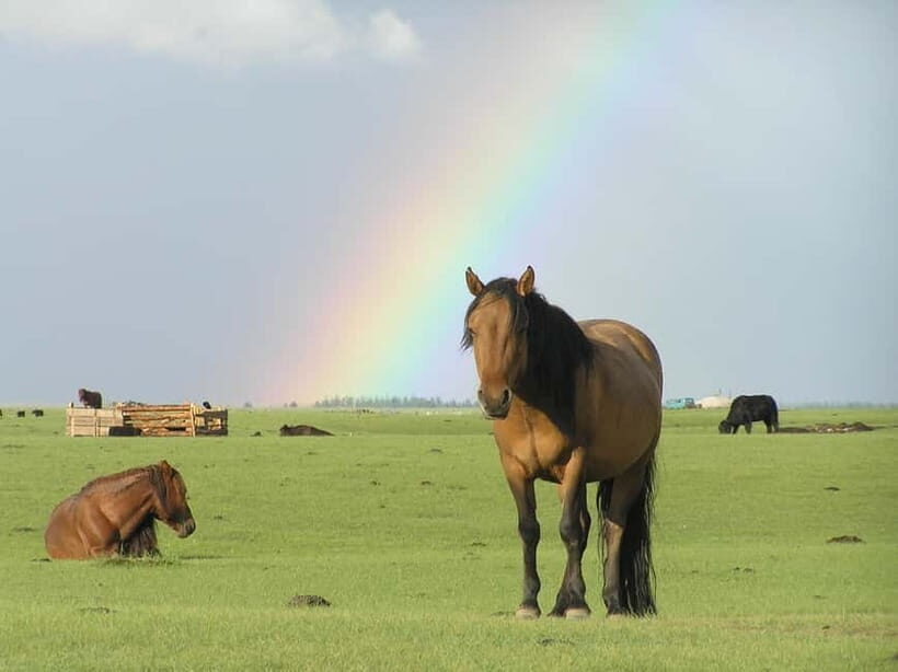 Terelj Day Tour with Lunch, horse riding & More... - Who Is This Tour Best For?