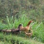 Tetebatu Walking Tour - Rice Terraces, Waterfall & Monkey Forest - Frequently Asked Questions