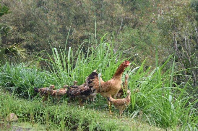 Tetebatu Walking Tour - Rice Terraces, Waterfall & Monkey Forest - Frequently Asked Questions