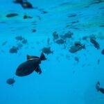 The Best 2.5 Hour Molokini Snorkel Tour & Whale Watch - Who Will Love This Tour?