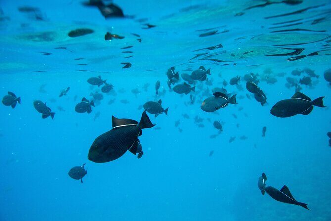 The Best 2.5 Hour Molokini Snorkel Tour & Whale Watch - Who Will Love This Tour?