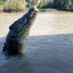 The best Litchfield Tour and the best Crocodile Cruise VIP - Who Will Love This Tour?