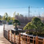 The Best Of Saitama Walking Tour - The Art of Bonsai at Omiya Village