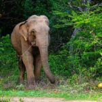 The Best Safari tour from Hambantota Port (Janaka safari) - How Does It All Add Up?