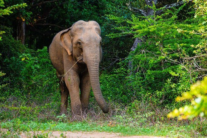 The Best Safari tour from Hambantota Port (Janaka safari) - How Does It All Add Up?