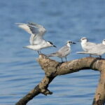 The birdwatchers quest:through the Swamp of Royal TreasureMuturajawela Wetlands - Why This Tour Offers Good Value