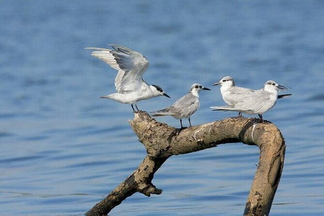The birdwatchers quest:through the Swamp of Royal TreasureMuturajawela Wetlands - Why This Tour Offers Good Value