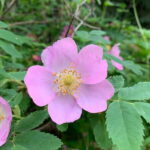 The Canmore HISTORY TOUR - Cowboys and Coal Miners 1.5H Walk - Final Thoughts: Is It Worth Doing?