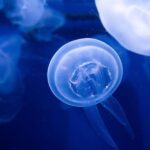 The Florida Aquarium Ticket - Tickets & Value