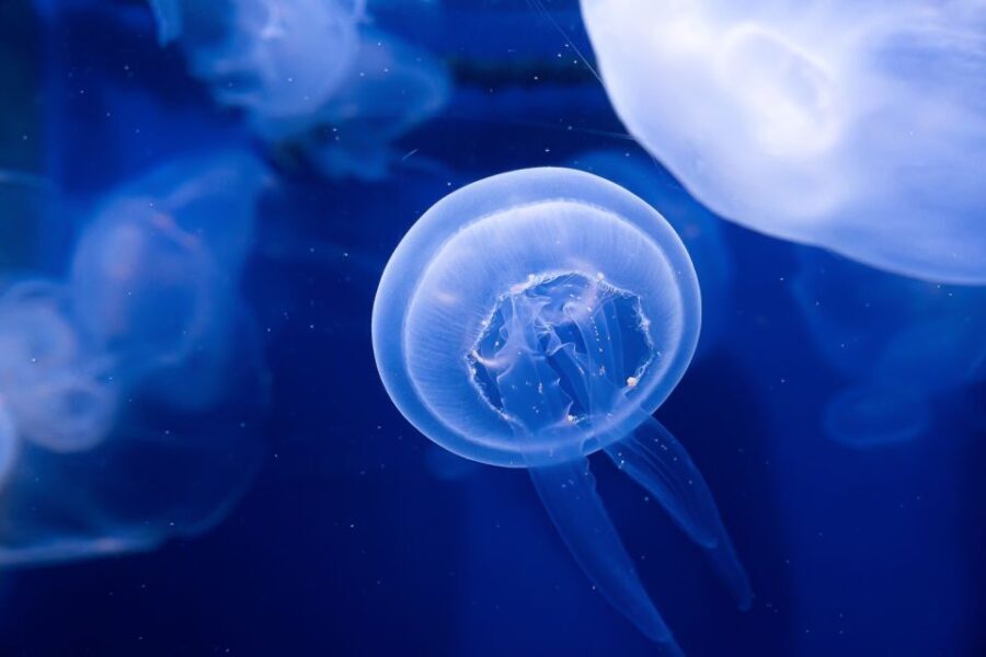 The Florida Aquarium Ticket - Tickets & Value