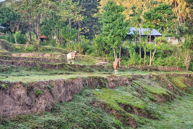 The Gili Mushroom Tour - What Travelers Can Expect