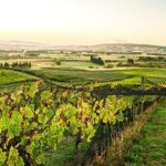 The Grape Vine - What Makes This Tour Special