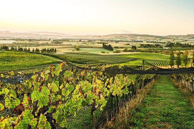 The Grape Vine - What Makes This Tour Special