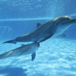 The only Natural Space Dolphin Encounter in Cabo Optional Pickup! - Itinerary Breakdown: What to Expect