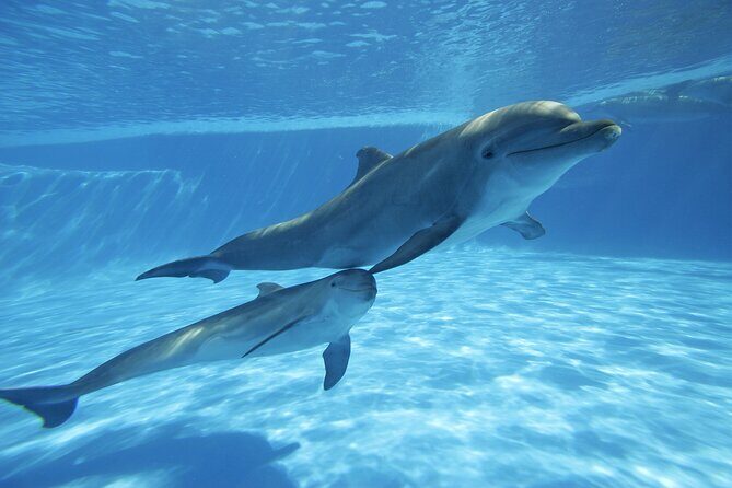 The only Natural Space Dolphin Encounter in Cabo Optional Pickup! - Itinerary Breakdown: What to Expect