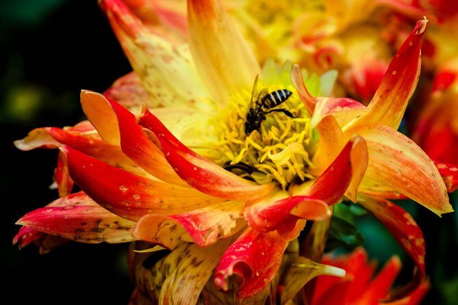 The Royal Projects and Minorities of Doi Tung - Final Thoughts