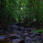 The village crossing and forest hike to old waterfalls  Makandawa Rainforest - Authentic Nature and Community Engagement