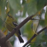 Thimphu City Tour - What’s the Value?