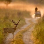 Thrilling Jeep Safari in Jim Corbett National Park with Guide - Final Thoughts