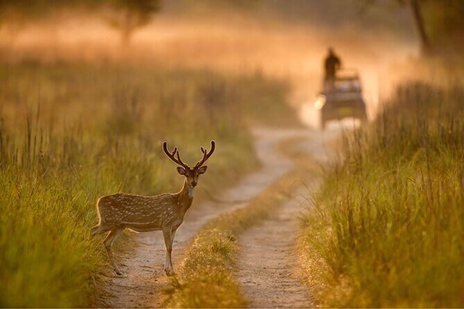 Thrilling Jeep Safari in Jim Corbett National Park with Guide - Final Thoughts