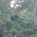 Thrills and Tranquility: Jeep Safari and Canoeing in Chitwan - What’s Included and What You Should Budget for