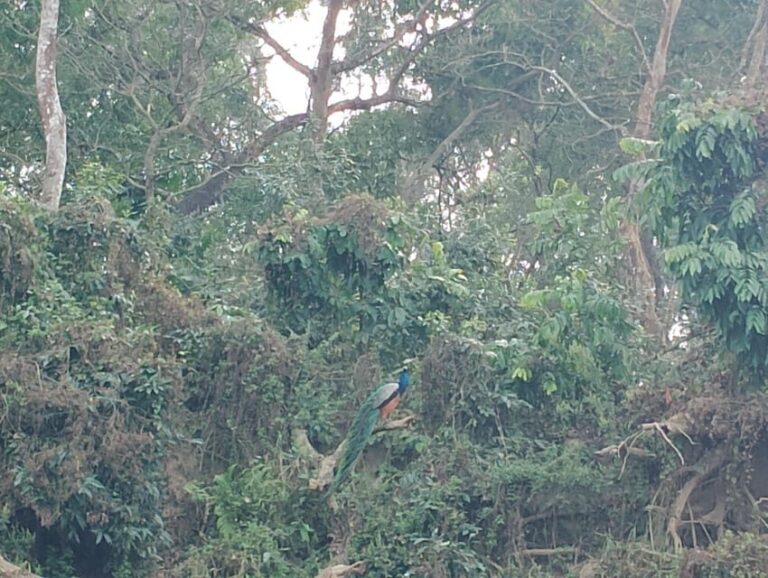 Thrills and Tranquility: Jeep Safari and Canoeing in Chitwan - What’s Included and What You Should Budget for