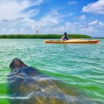Tierra Verde FL: Coastal Kayaking Tour in Shell Key - Who Should Consider This Tour?