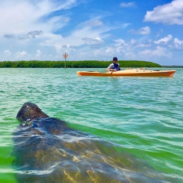 Tierra Verde FL: Coastal Kayaking Tour in Shell Key - Who Should Consider This Tour?