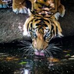 Tiger Experience at Melbourne Zoo - excl. entry - Real Voices from Past Participants