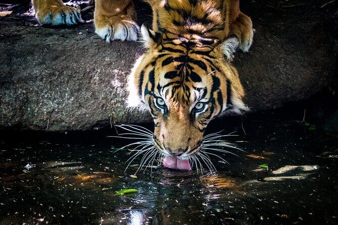 Tiger Experience at Melbourne Zoo - excl. entry - Real Voices from Past Participants