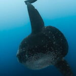 Tiger Shark Diving in Fuvahmulah:8 Days, 7 Nights 15 dives offer - The Bottom Line