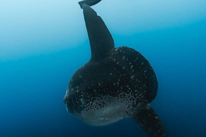 Tiger Shark Diving in Fuvahmulah:8 Days, 7 Nights 15 dives offer - The Bottom Line