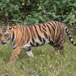 Tiger, Temple & Taj - The Sum Up