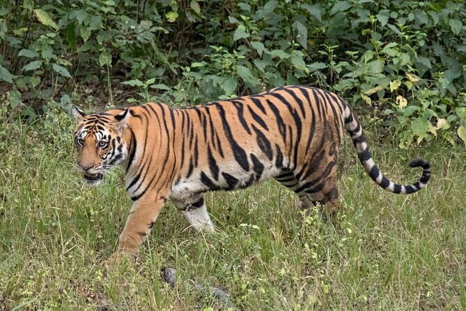 Tiger, Temple & Taj - The Sum Up
