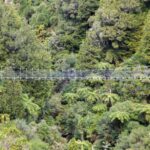 Timber Trail One Day Mountain Bike Ride - Shuttle Service - Experience Overview