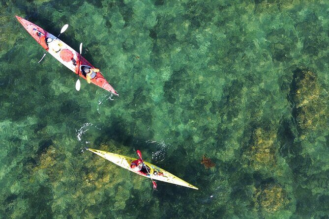 Tiritiri Matangi Sea Kayak Tour - The Price and Value